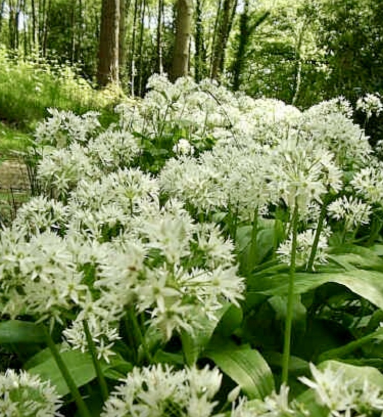 Dappled shade and wild garlic – Ravencroft Skye