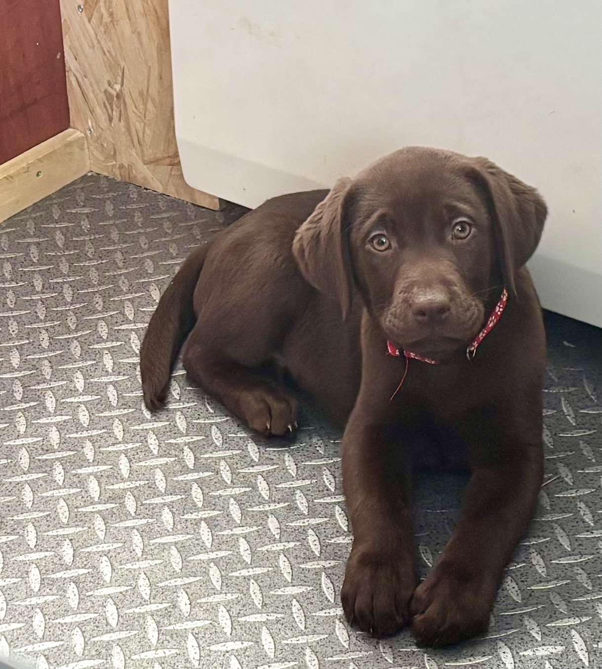 Meet Toby – Ravencroft Skye